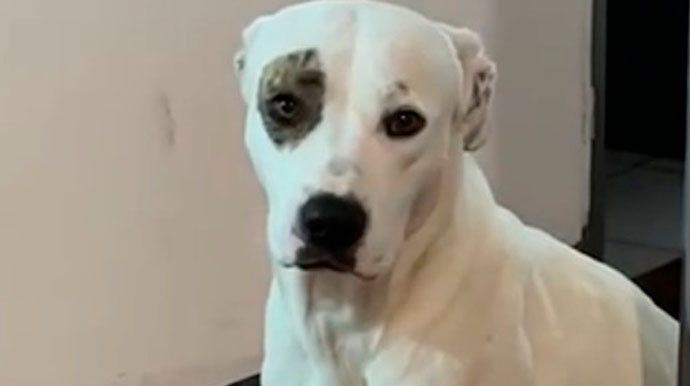 Tutora procura por cachorro desaparecido próximo a escola Dom Antônio ...